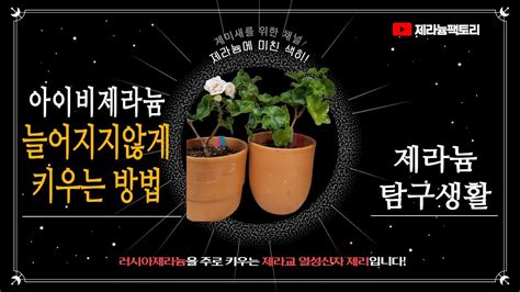 늘어지지않게 아이비 제라늄 키우는 방법 Youtube