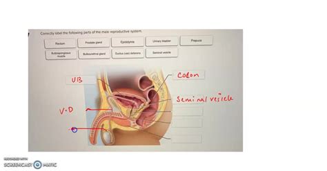 Solved Have This Done Correctly For Brainiest Date Nate Reproductive