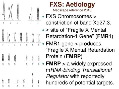 Ppt Fragile X Syndrome Some Recent Advances Powerpoint Presentation Free Download Id 1841845
