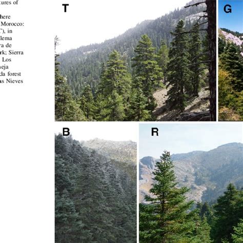 Diameter Class Distribution Dbh Cm For All Tree Species At
