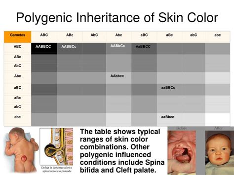 Ppt Incomplete Dominance Codominance Sex Linked And Polygenic Inheritance Powerpoint