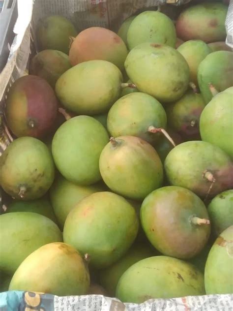 Yellow Payri Mango Crate Packaging Size 20 Kg At Rs 1000dozen In Surat