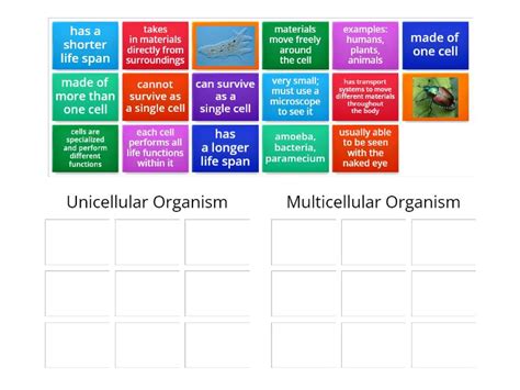 Unicellular Vs Multicellular Organisms Group Sort