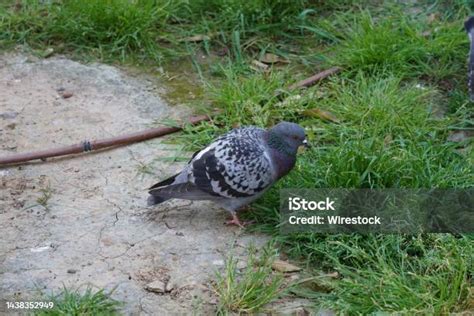 옆으로 바라보는 풀밭 위를 걷는 비둘기의 하이 앵글 클로즈업 샷 고요한 장면에 대한 스톡 사진 및 기타 이미지 고요한 장면 깃털 녹색 Istock