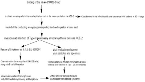Pathophysiology Of Species Sars Cov 2 Mason Et Al 2020 Wu Et Al 2020 Download