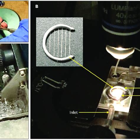 Preparation Of Brain Slices From Neonatal Pups And Mounting The Slice