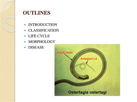 Solution Ostertagia Its Classification And Life Cycle Studypool