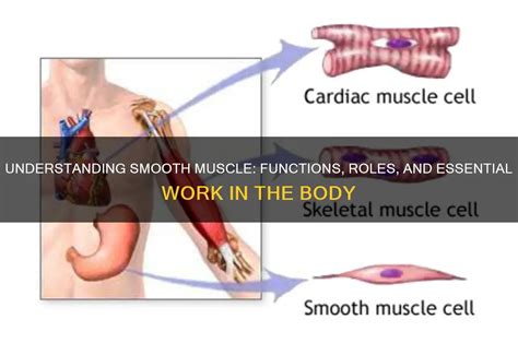 Understanding Smooth Muscle Functions Roles And Essential Work In