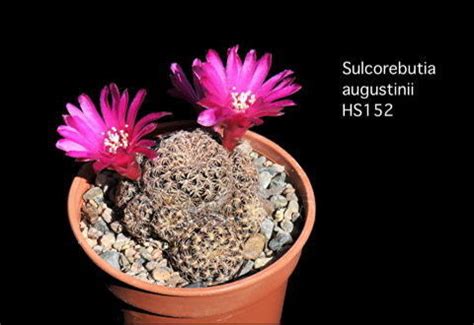 Ralph Martin S Cacti And Other Succulents Page