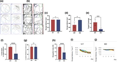 The Results Of Mouse Water Maze And Novel Object Recognition Download Scientific Diagram