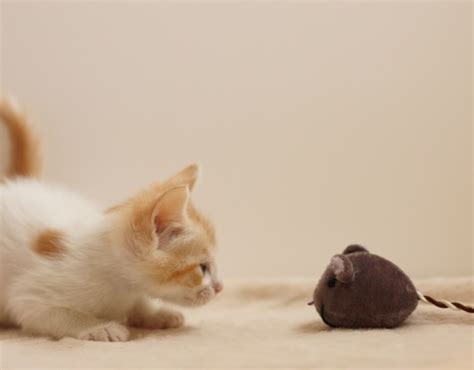 Arduino Uno互換品のelegoo Unoを買ってみた。 ちょっと便利なてっちーノート