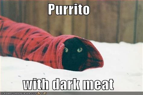 Funniest Cat Memes Purrito