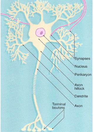 INTRO Nervous System Flashcards Quizlet