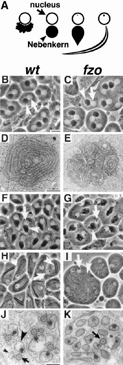 Mitochondrial Morphogenesis In Wild Type And Fzo Sper Download