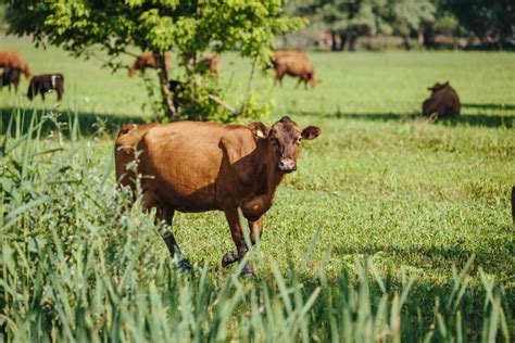 Imagen Gratis Campo Vacas Plantas De La Hierba Cubierta De Hierba