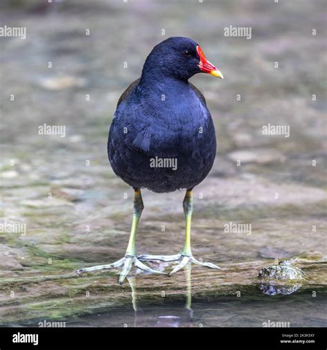 The Common Moorhen Gallinula Chloropus Also Known As The Waterhen The