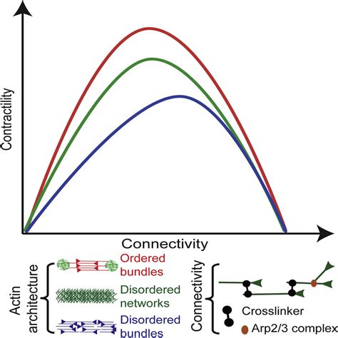 Architecture And Connectivity Govern Actin Network Contractility