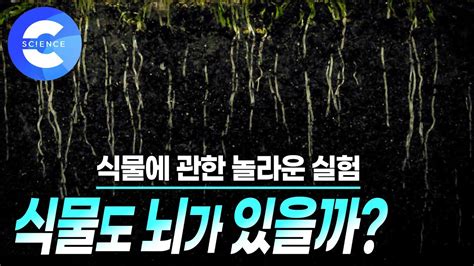 식물도 생각할 수 있는 뇌가 있을까 🌿 식물의 기억력 지식채널e Youtube