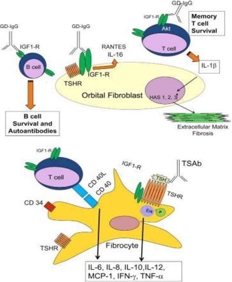 Schematic Diagram Of The Proposed Model In Which Igf 1r Might