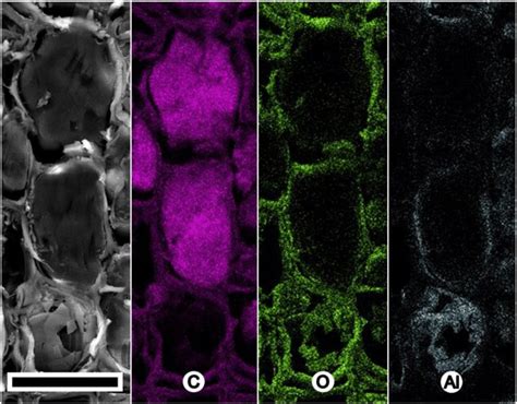 Sem Edx Analysis Of A Cross Section Originating From The Outer Layers