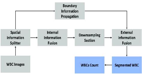 Overview Of Proposed Multi Scale Information Fusion Based Cytoplasm And Download Scientific