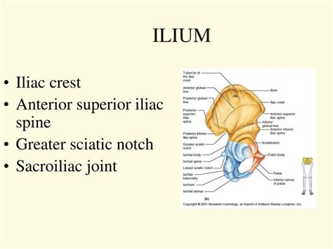 Ppt The Skeleton Powerpoint Presentation Free Download Id 675472