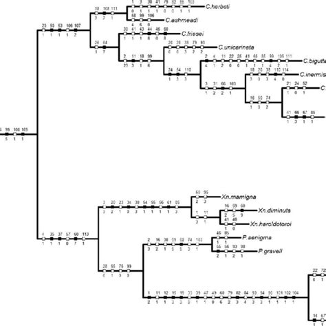Part Of The Phylogeny Shown In Fig 45 To Show The Character State