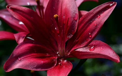 Ruby Red Lily Mac Wallpaper Download Allmacwallpaper