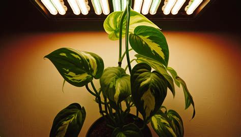 Pothos And Grow Lights Unlocking The Secrets To Optimal Indoor Plant