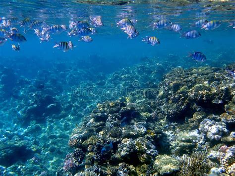 Yellow Striped Sergeant Fish Near Branching Coral Stock Image Image