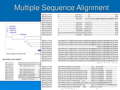 Sequence Based Analysis Tutorial - ppt download