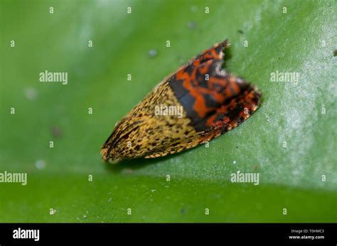 Totrix Moth Anthozela Hilaris With Unusual Wing Pattern On Leaf Klungkung Bali Indonesia