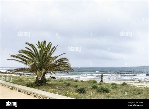 A Picturesque Scene At Punta Prima Beach In Menorca Featuring A Palm