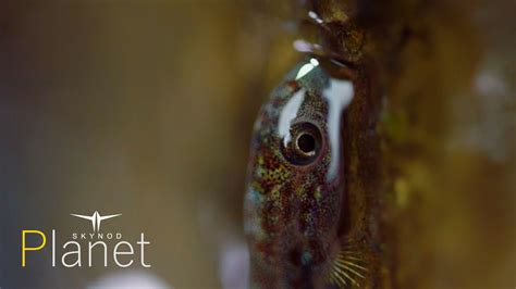 აფრიკა კონგოს აუზის ტყე სოფელი მომბელო ნადირობა 🍖🍗🧌 აფრიკა კონგოს აუზის ტყე სოფელი