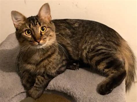 Adoptable Cats And Kittens In Houston Tx