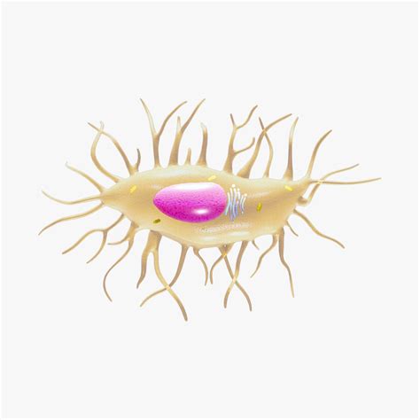 Osteocyte Bone Cell 3d Model Turbosquid 2135529