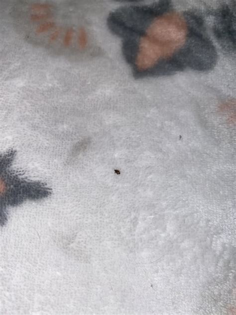 Please Tell Me This Isnt A Bed Bug Rbugidentification