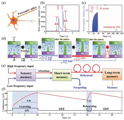 Performance Test Of Memristor Synapses A Schematic Of The Application Download Scientific