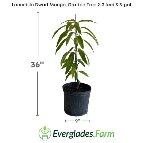 Lancetilla Dwarf Mango Grafted Tree Everglades Farm