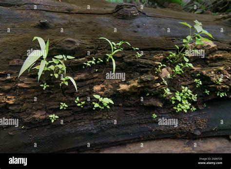 New Plant Growth On Old Tree Trunk Beautiful Nature Stock Image Moody Dark Background Stock