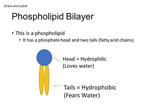 Biology Phospholipids Diagram Quizlet
