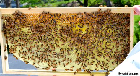 Strongest Bee Hive Frames