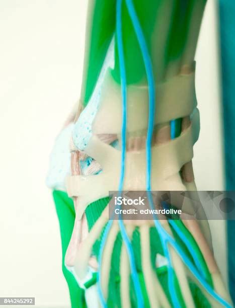 의료 연구 학생 해부학 모델 보여주는 뼈 발가락 힘 줄 인 대 및 클리닉에서 교육에 대 한 정 맥 발 건강관리와 의술에 대한 스톡 사진 및 기타 이미지 Istock