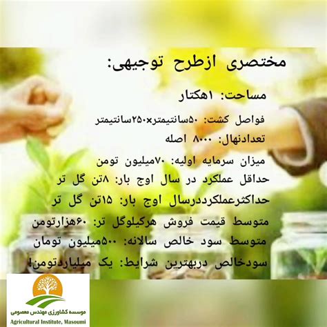 نهالستان گل محمدی بدون خار ۰۹۱۴۸۲۸۶۳۴۱