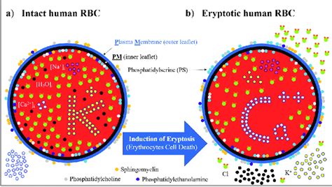 Qualitative Illustration Of Four Major Plasma Membrane Phospholipids As