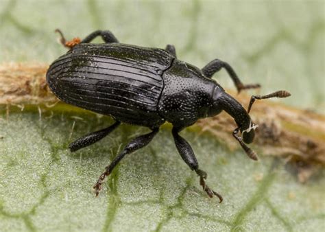 Weevil Bugguidenet