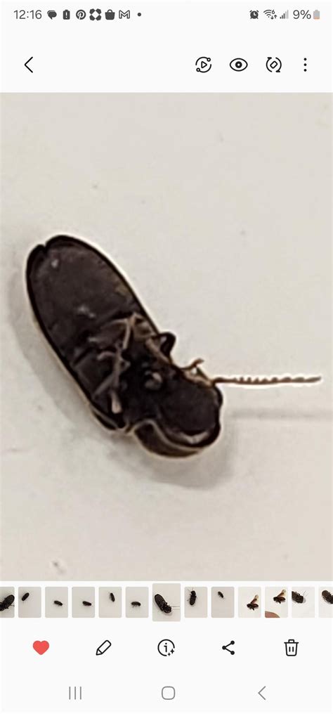 Does Anyone Know If This Is A Powder Post Beetle Possible Silky