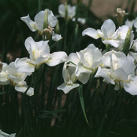 Iris Sibirica White Swirl Siberian Iris Siteone