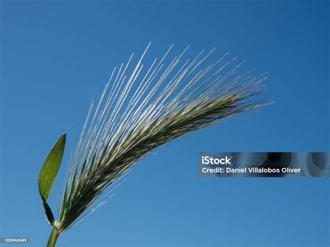 핀란드의 보리 필드 보리 는 잔디 가족의 일원이며 전 세계적으로 온대 기후에서 재배 된 주요 곡물입니다 땅에 대한 스톡 사진 및 기타 이미지 Istock