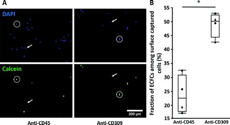 Surface Grafting Of Fc Binding Peptides As A Simple Platform To Immobilize And Identify
